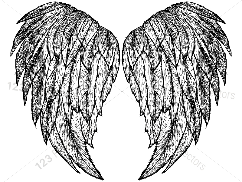 Detailed Wing Illustrations