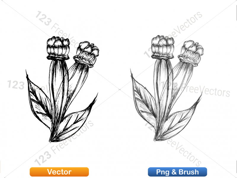 Hand-Drawn Botanical Illustrations