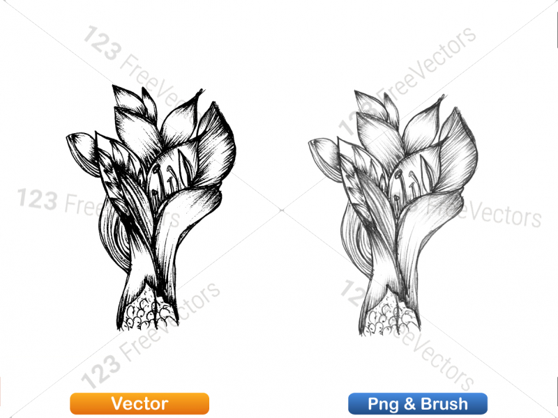 Hand-Drawn Botanical Illustrations