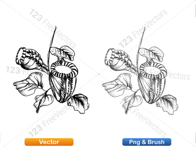 Hand-Drawn Botanical Illustrations