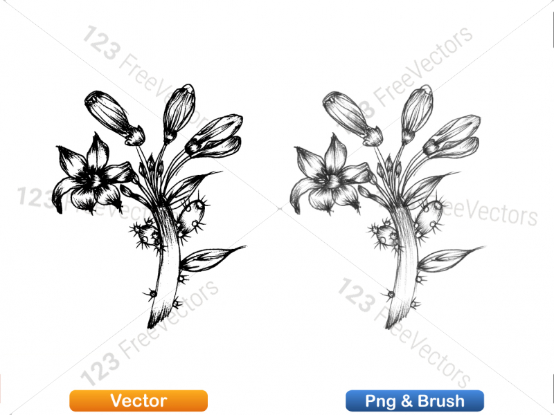 Hand-Drawn Botanical Illustrations