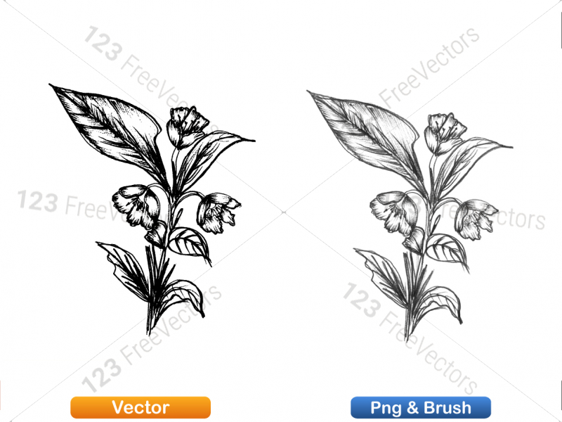 Hand-Drawn Botanical Illustrations