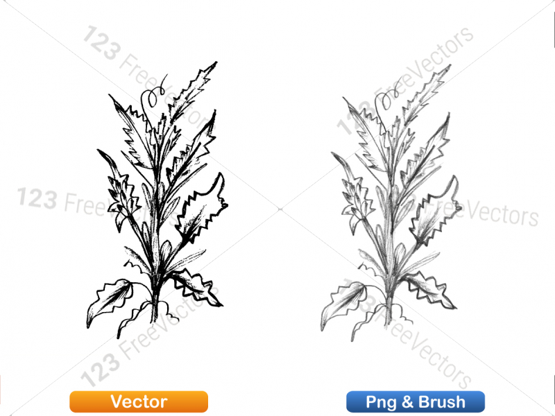 Hand-Drawn Botanical Illustrations