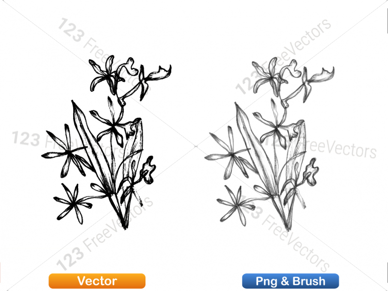 Hand-Drawn Botanical Illustrations