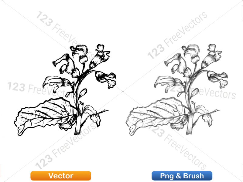 Hand-Drawn Botanical Illustrations