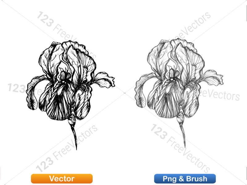 Hand-Drawn Botanical Illustrations
