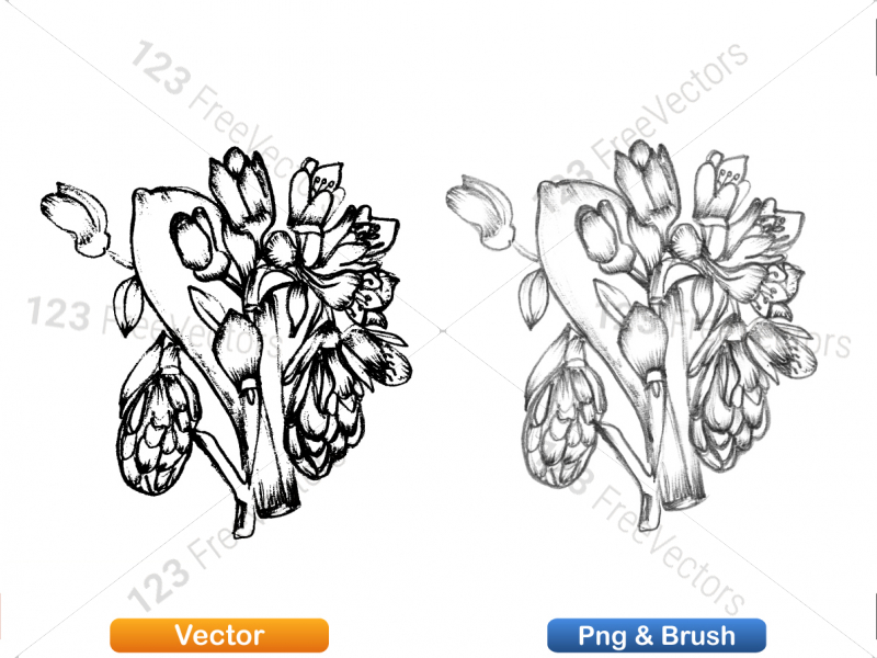 Hand-Drawn Botanical Illustrations