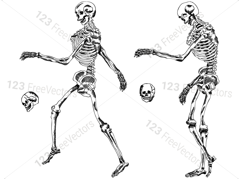 Anatomical Skeletons Illustration