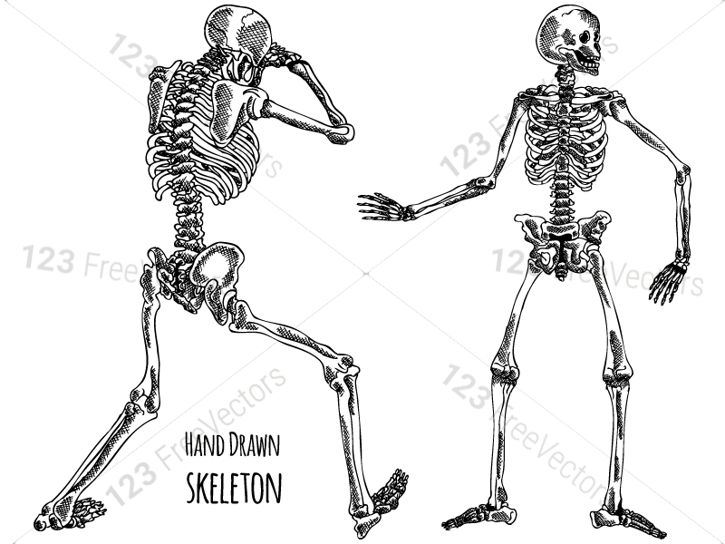 Anatomical Skeletons Illustration
