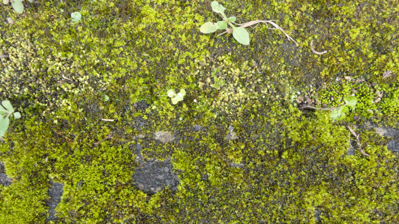 Algae Textures for Backgrounds