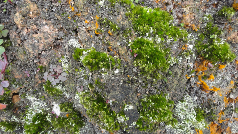 Algae Textures for Backgrounds