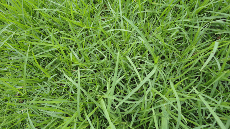 Green Grass Texture Pack